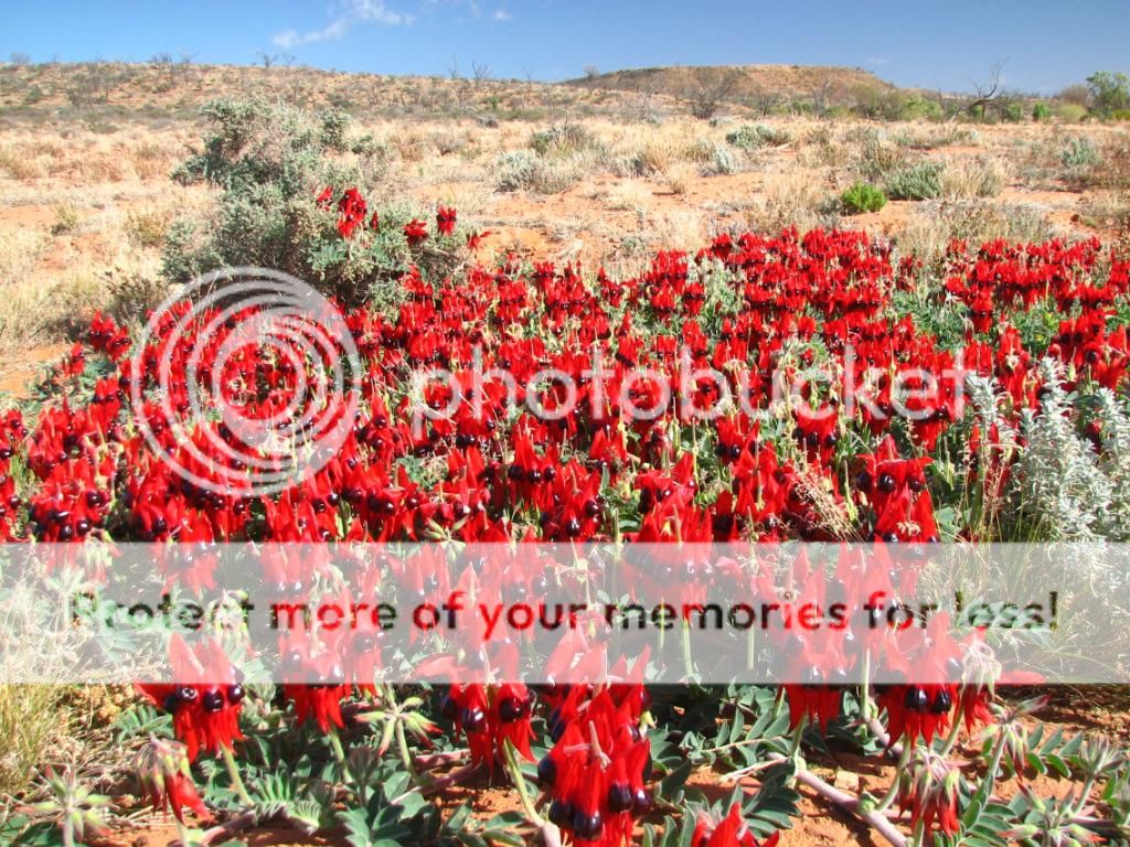 Tassie To The Outback (Flinders Ranges, Part Two) | 4x4Earth